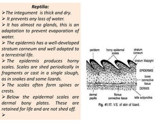 Integument of vertebrates | PPTX