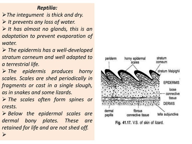 Integument of vertebrates | PPTX