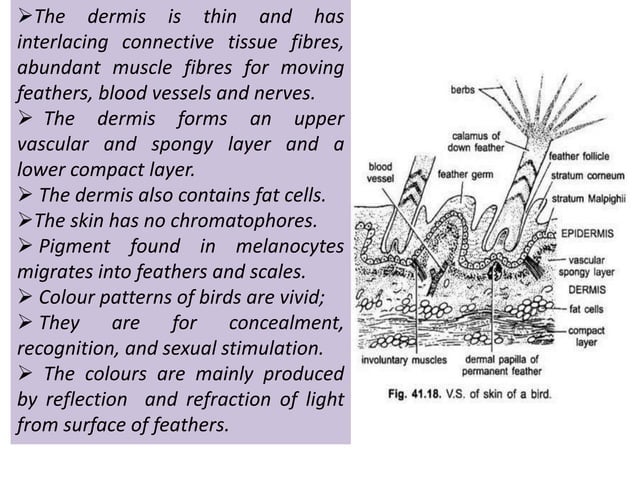 Integument of vertebrates | PPTX