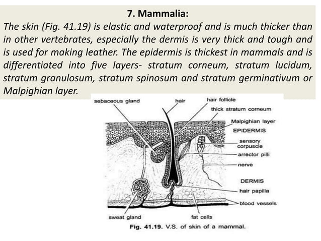 Integument of vertebrates | PPTX