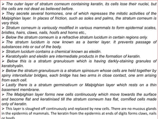 Integument of vertebrates | PPTX