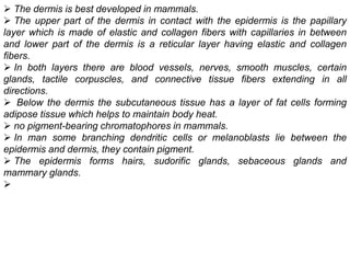 Integument of vertebrates | PPTX