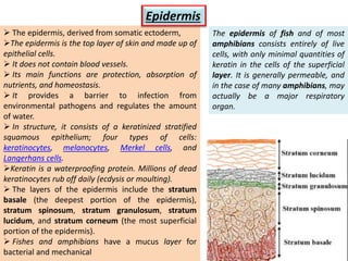 Integument of vertebrates | PPTX