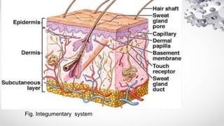 Integument | PPTX | Skin and Dermatology | Diseases and Conditions
