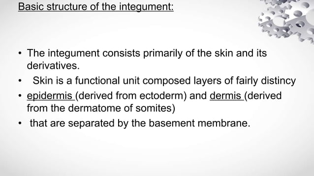 Integument | PPTX | Skin and Dermatology | Diseases and Conditions