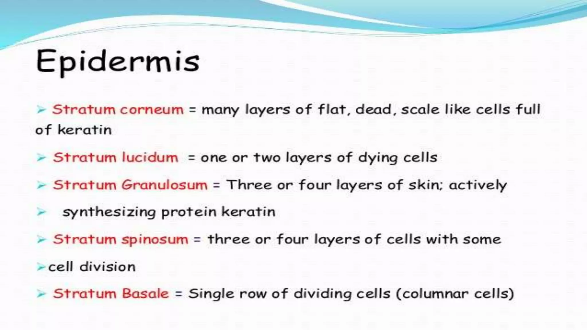 Integumentry system:skin,epidermis,dermis,subcutaneous tissue ...