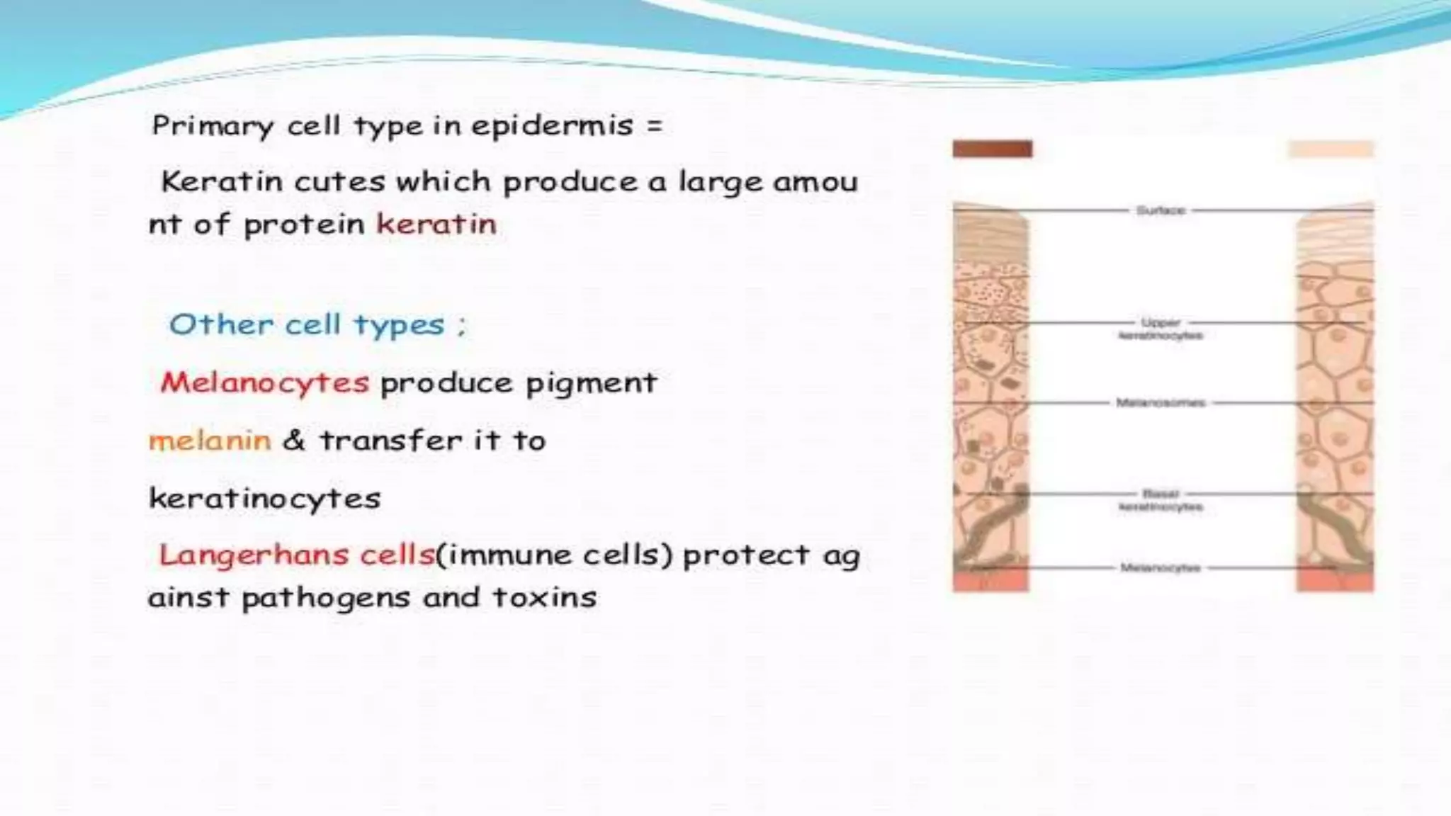 Integumentry system:skin,epidermis,dermis,subcutaneous tissue ...