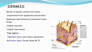 Integumentry system:skin,epidermis,dermis,subcutaneous tissue ...