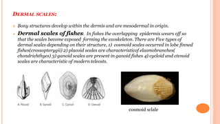 Comparative account of derivatives of integuments | PDF