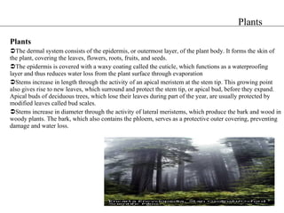 Integumnetary system | PPT