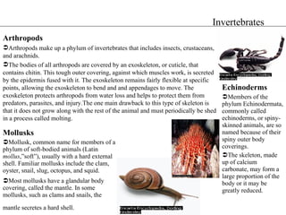 Integumnetary system | PPT