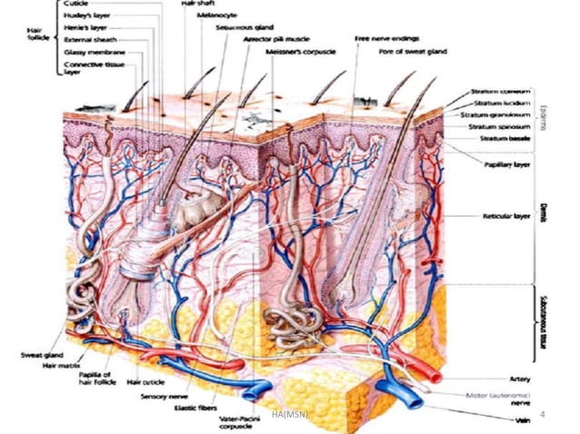 Integumentary Disorders Presentation.ppt