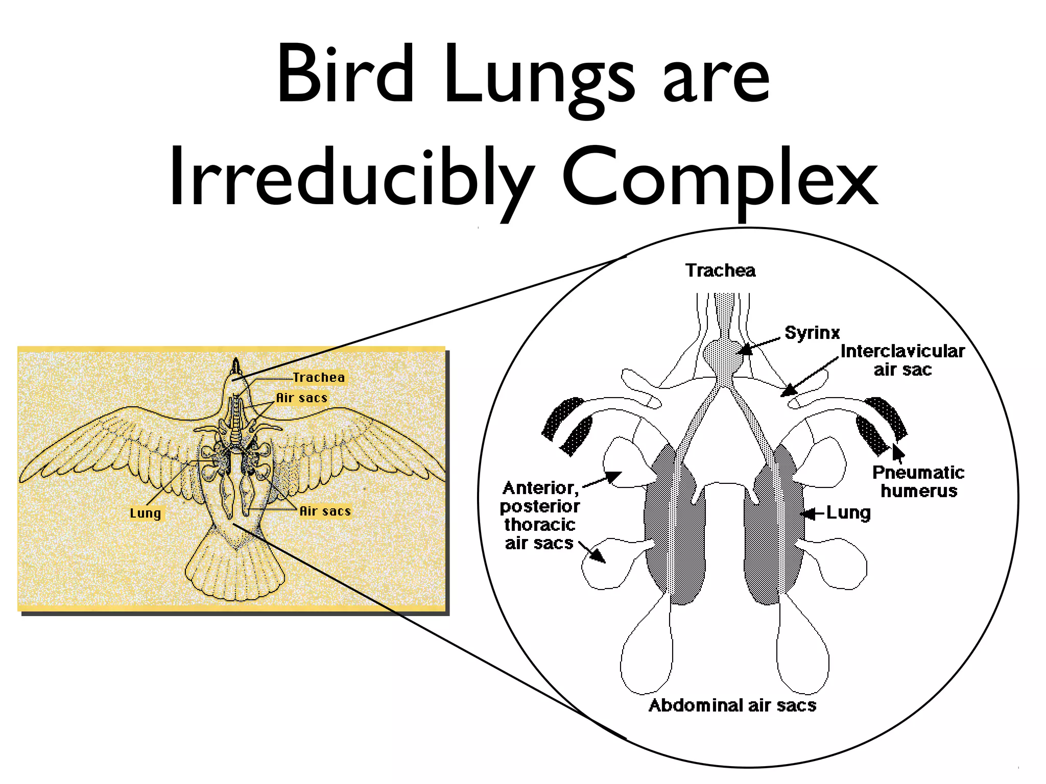 Intelligent Design - The Modern Challenge to Darwinism | PPT
