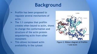 Possible Role of His-133 Phosphorylation on G-Actin Regulation | PDF