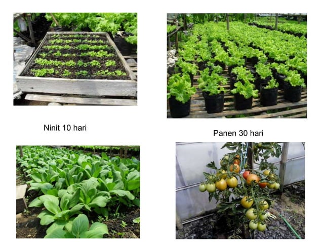 intensifikasi-pekarangan.pptx