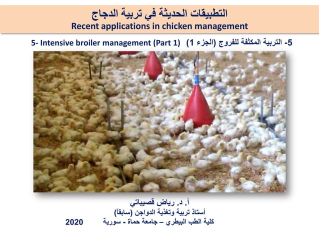 5- Intensive broilers management (Part 1) (التربية المكثفة للفروج (الجزء 1 | PDF