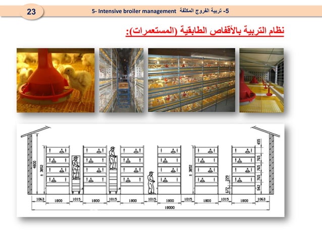 5- Intensive broilers management (Part 1) (التربية المكثفة للفروج (الجزء 1 | PDF
