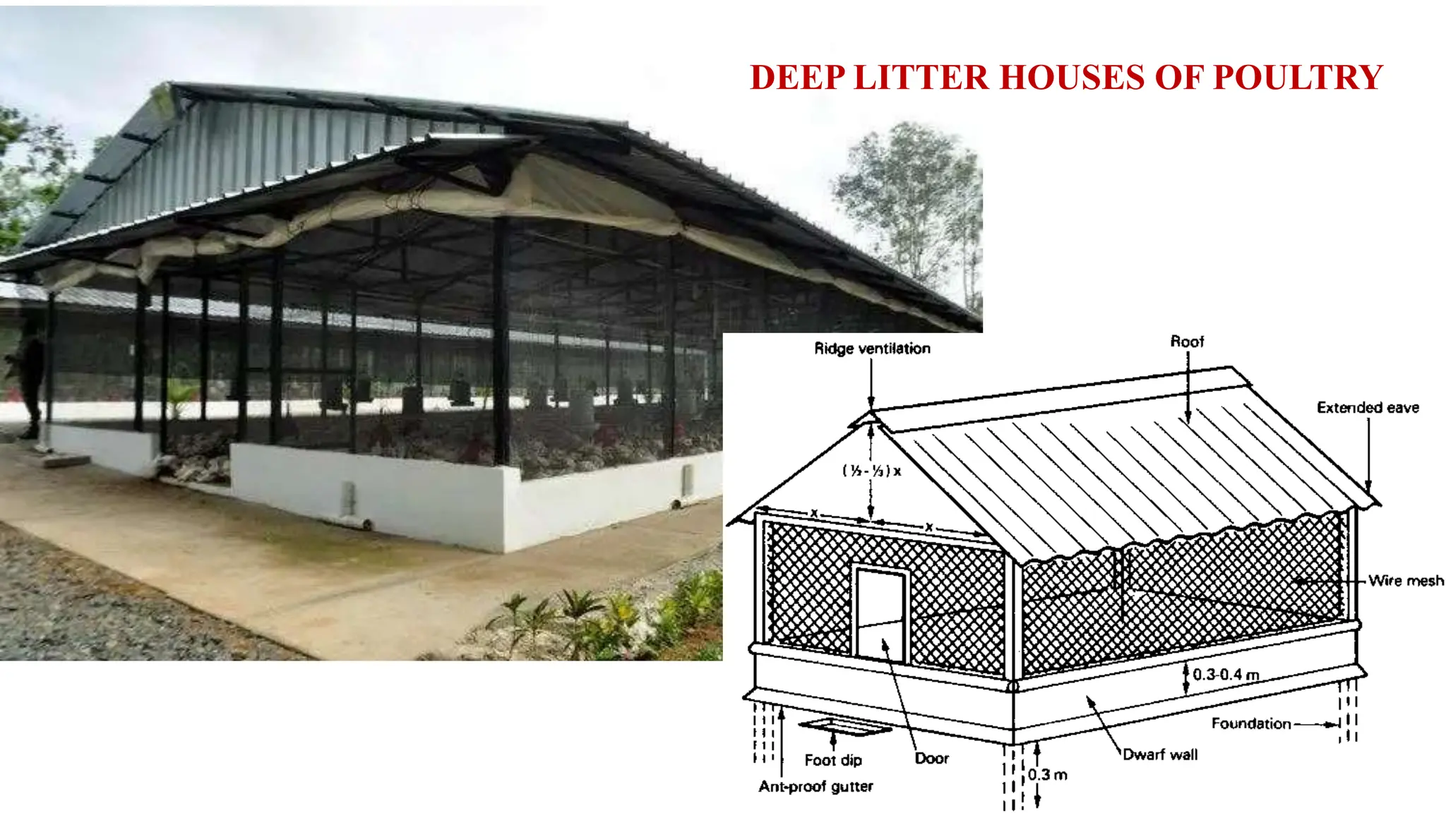 Intensive Housing systems for Poultry.pptx