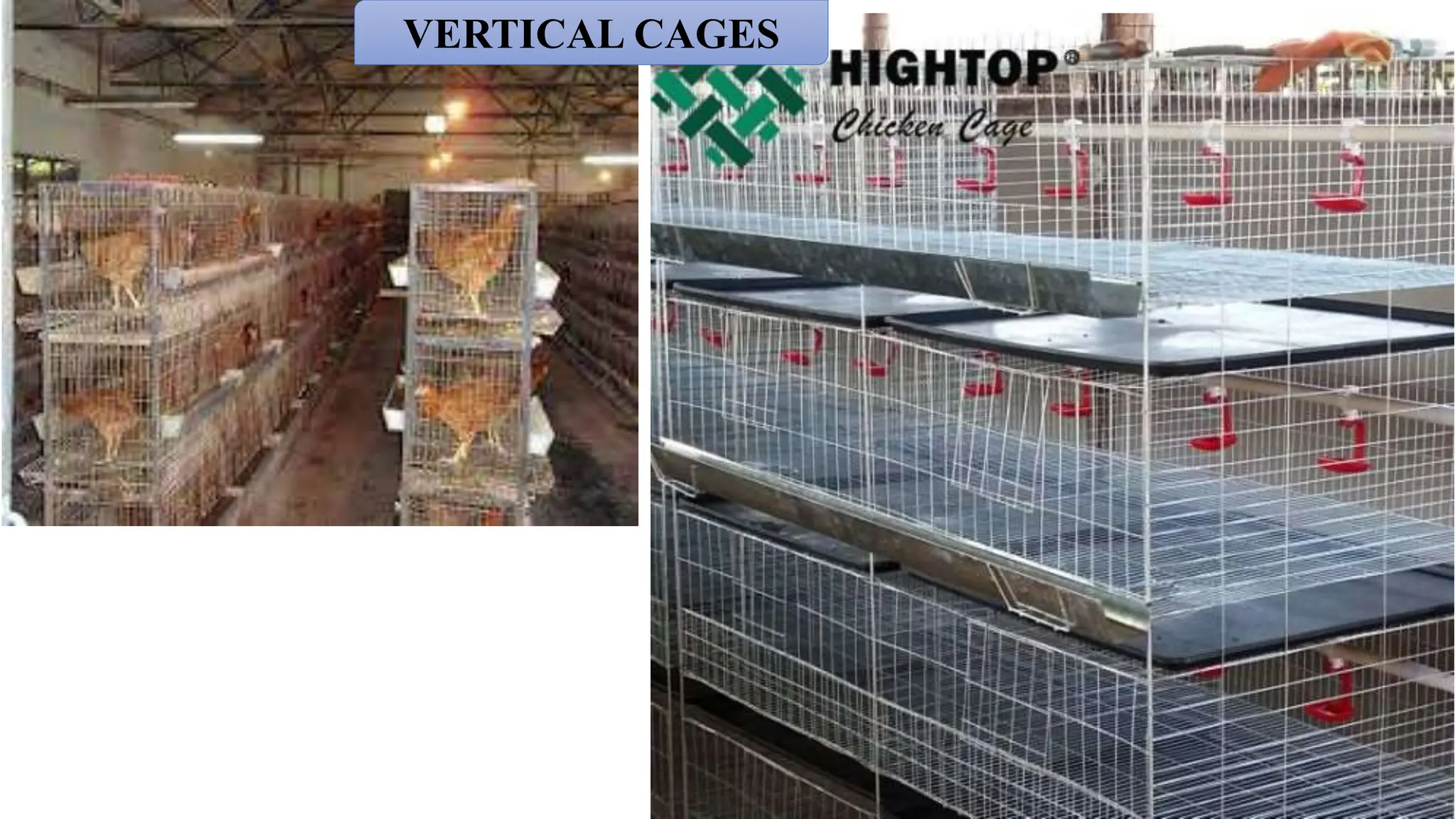 Intensive Housing systems for Poultry.pptx