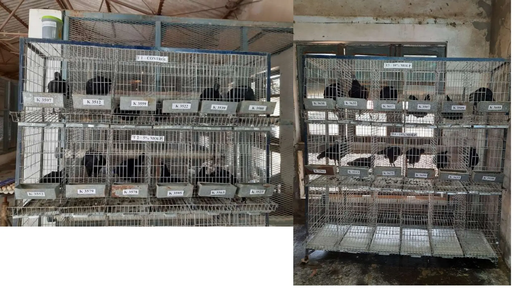 Intensive Housing systems for Poultry.pptx