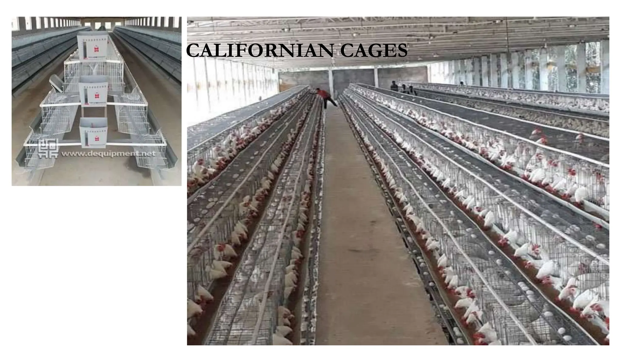 Intensive Housing systems for Poultry.pptx
