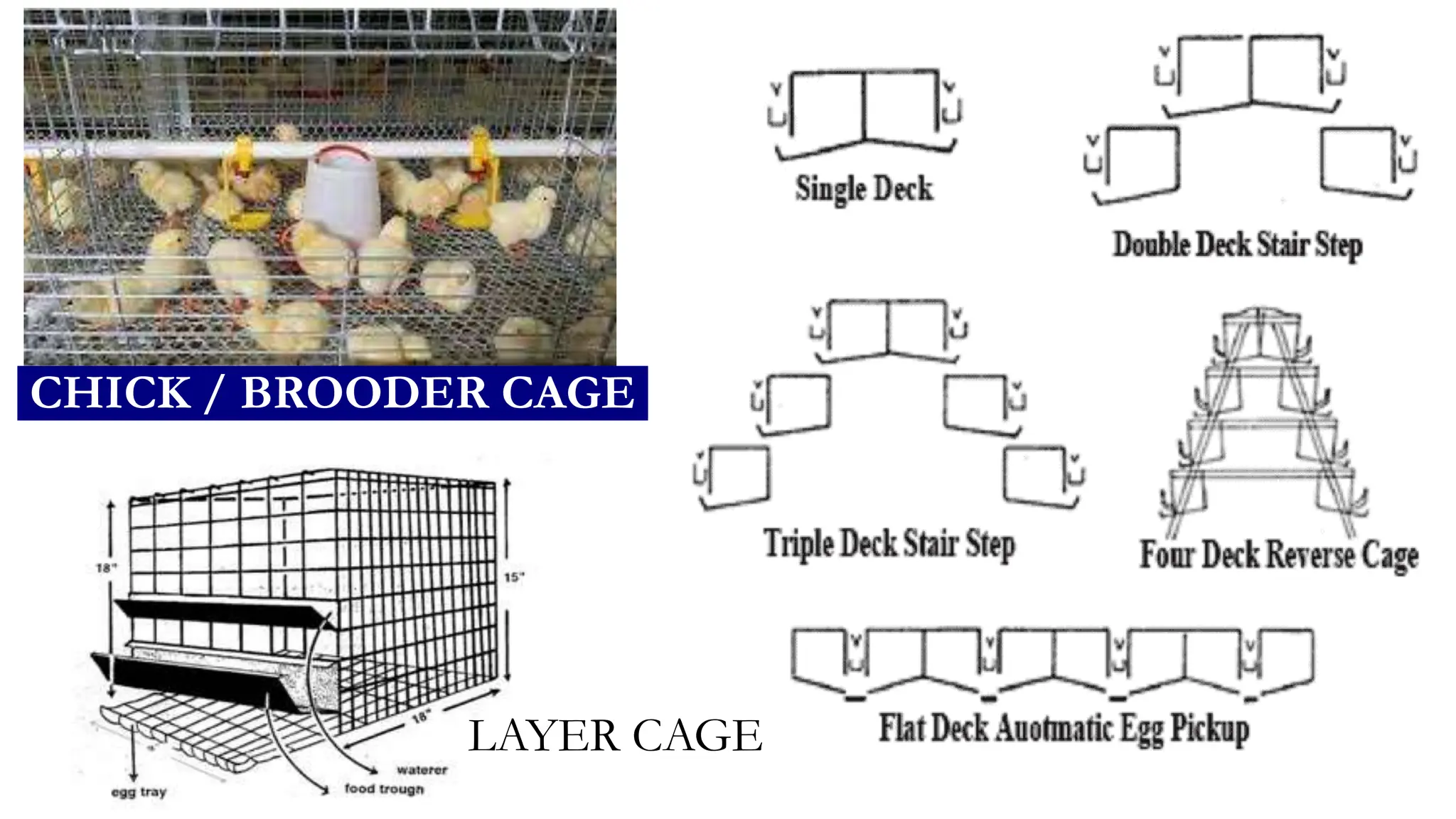 Intensive Housing systems for Poultry.pptx