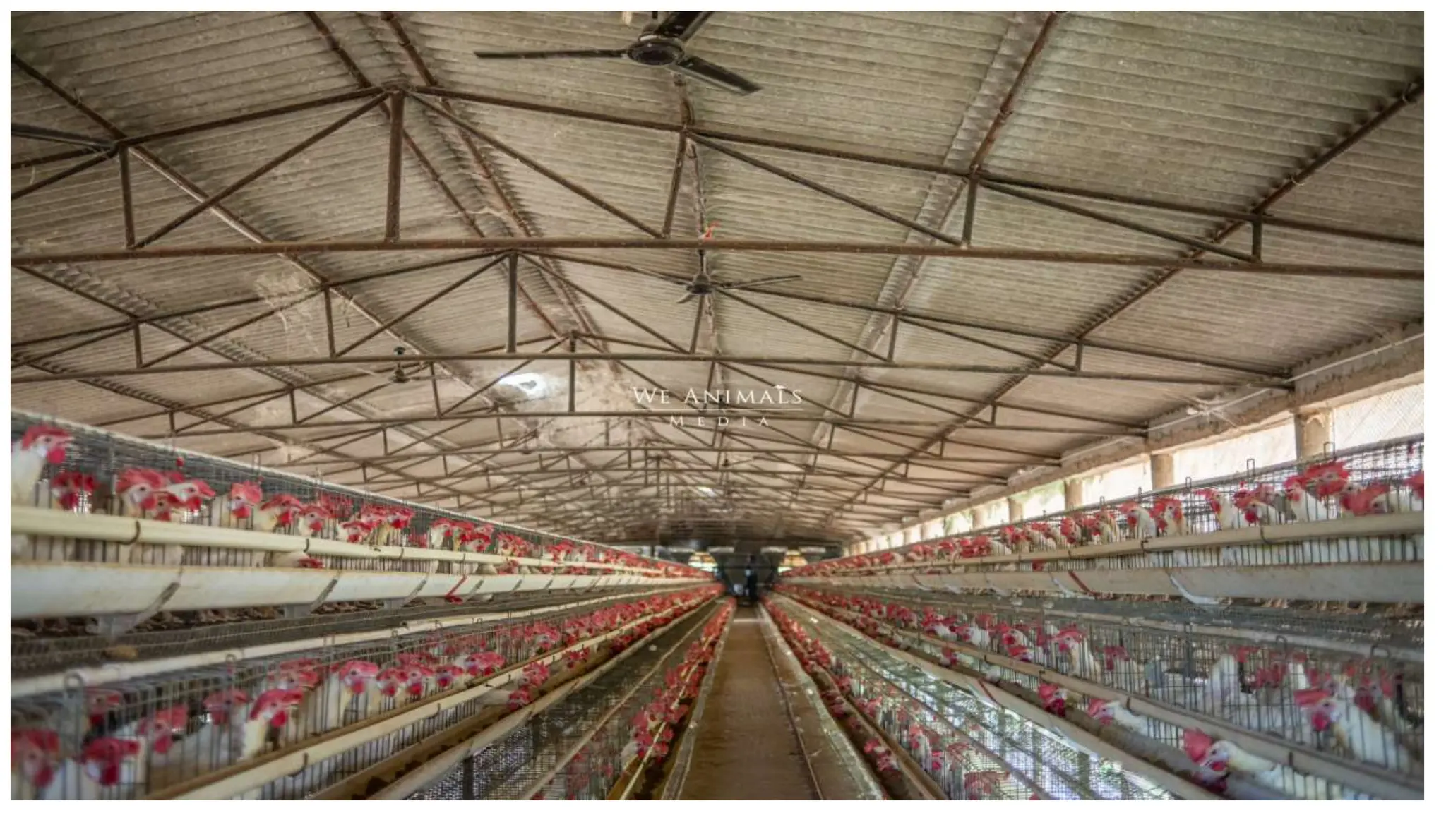 Intensive Housing systems for Poultry.pptx