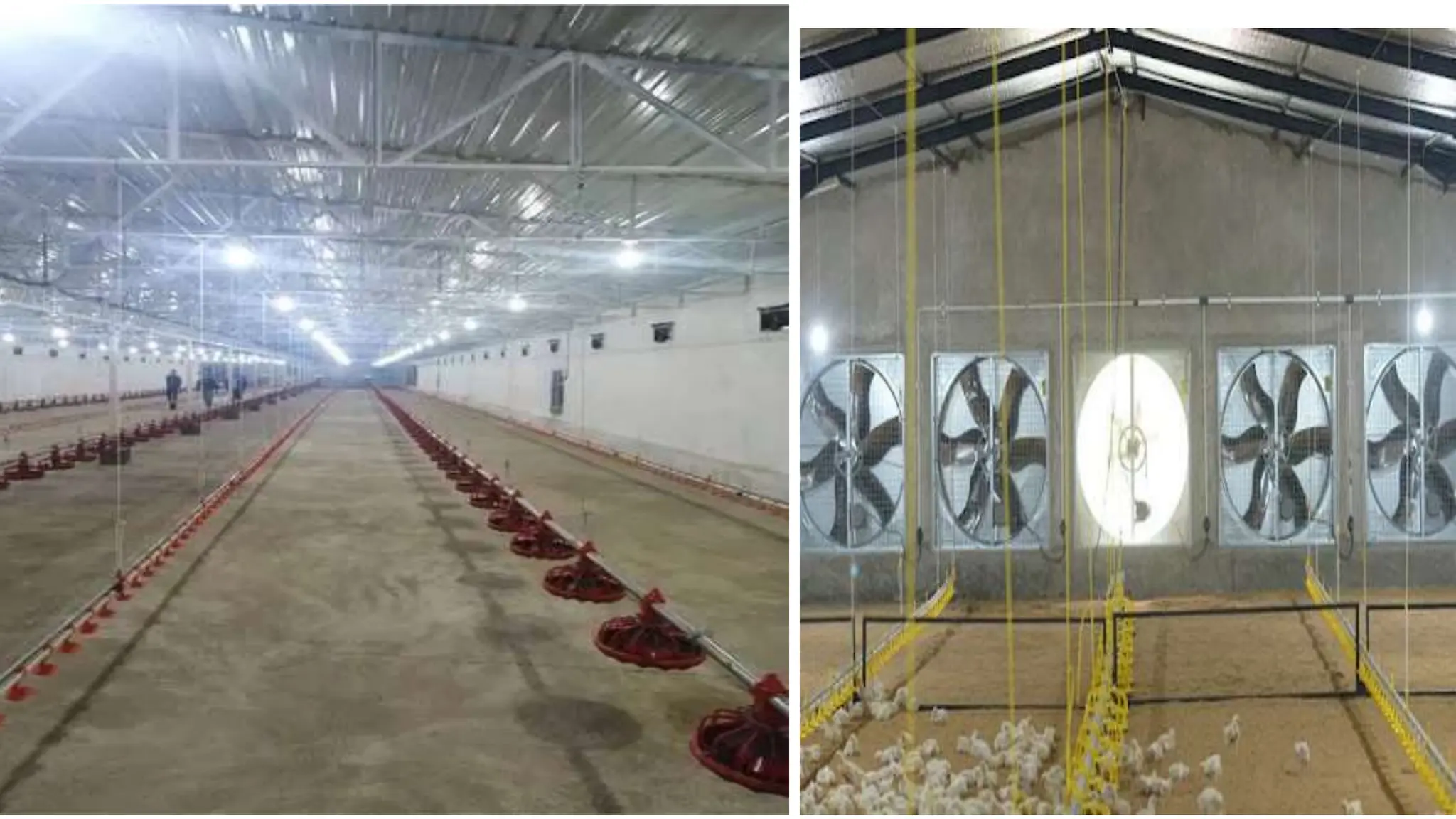 Intensive Housing systems for Poultry.pptx