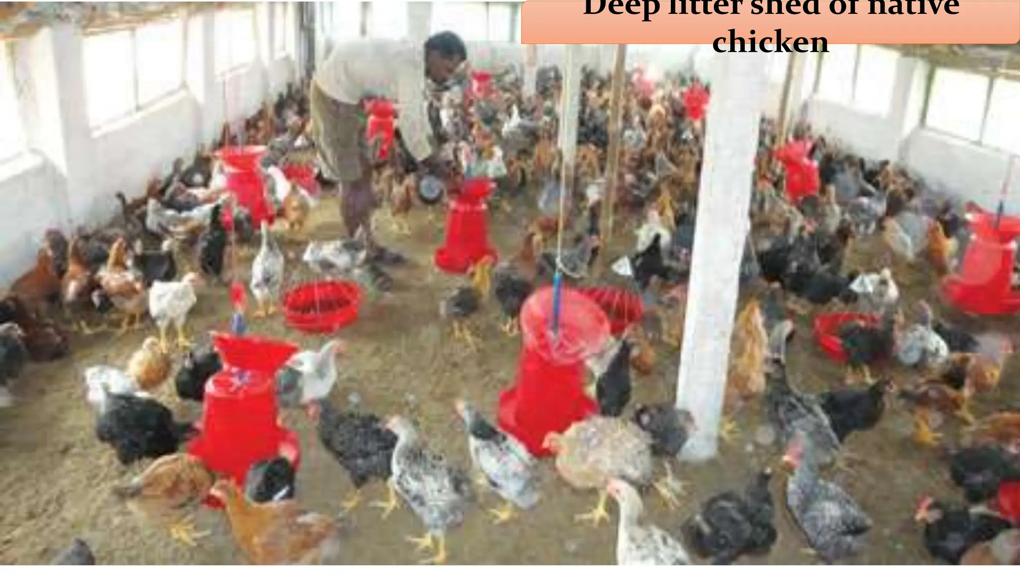 Intensive Housing systems for Poultry.pptx