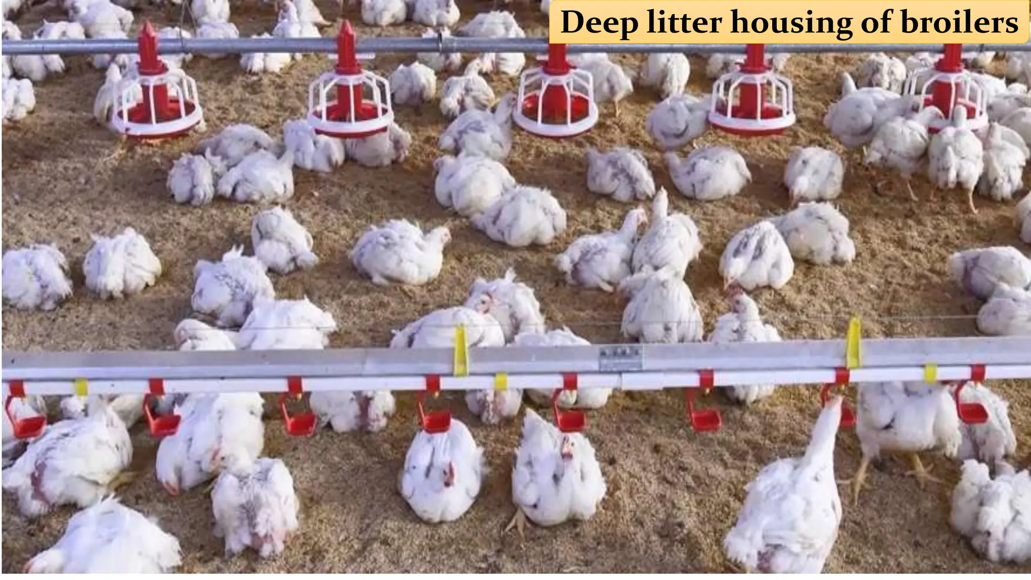 Intensive Housing systems for Poultry.pptx