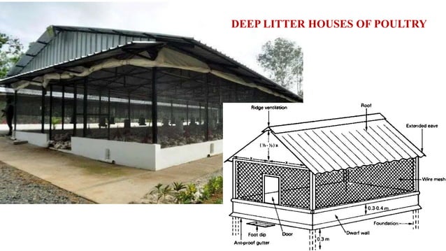 Intensive Housing systems for Poultry.pptx