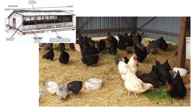 Intensive Housing systems for Poultry.pptx