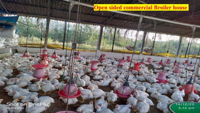 Intensive Housing systems for Poultry.pptx