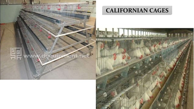 Intensive Housing systems for Poultry.pptx