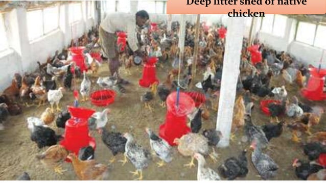 Intensive Housing systems for Poultry.pptx