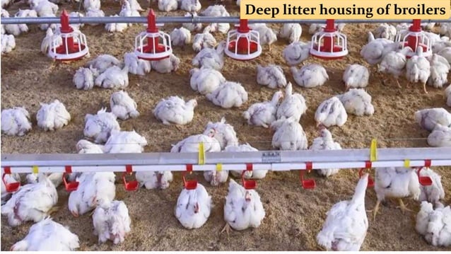 Intensive Housing systems for Poultry.pptx
