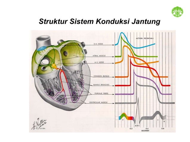 Intepretasi EKG Modul Kardiorespirasi.pptx