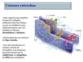 Interacción célula -célula | PPTX