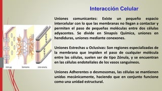 Interaccion celular-1 | PPTX