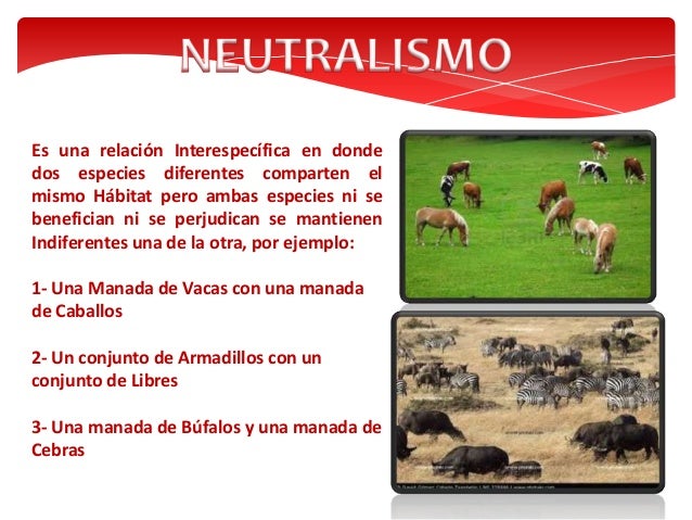 Ejemplos De Neutralismo Biologico Bolzano Untitled