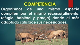 INTERACCIONES ECOLÓGICAS DE LOS SERES VIVOS. LicJ avier Cucaita | PPT