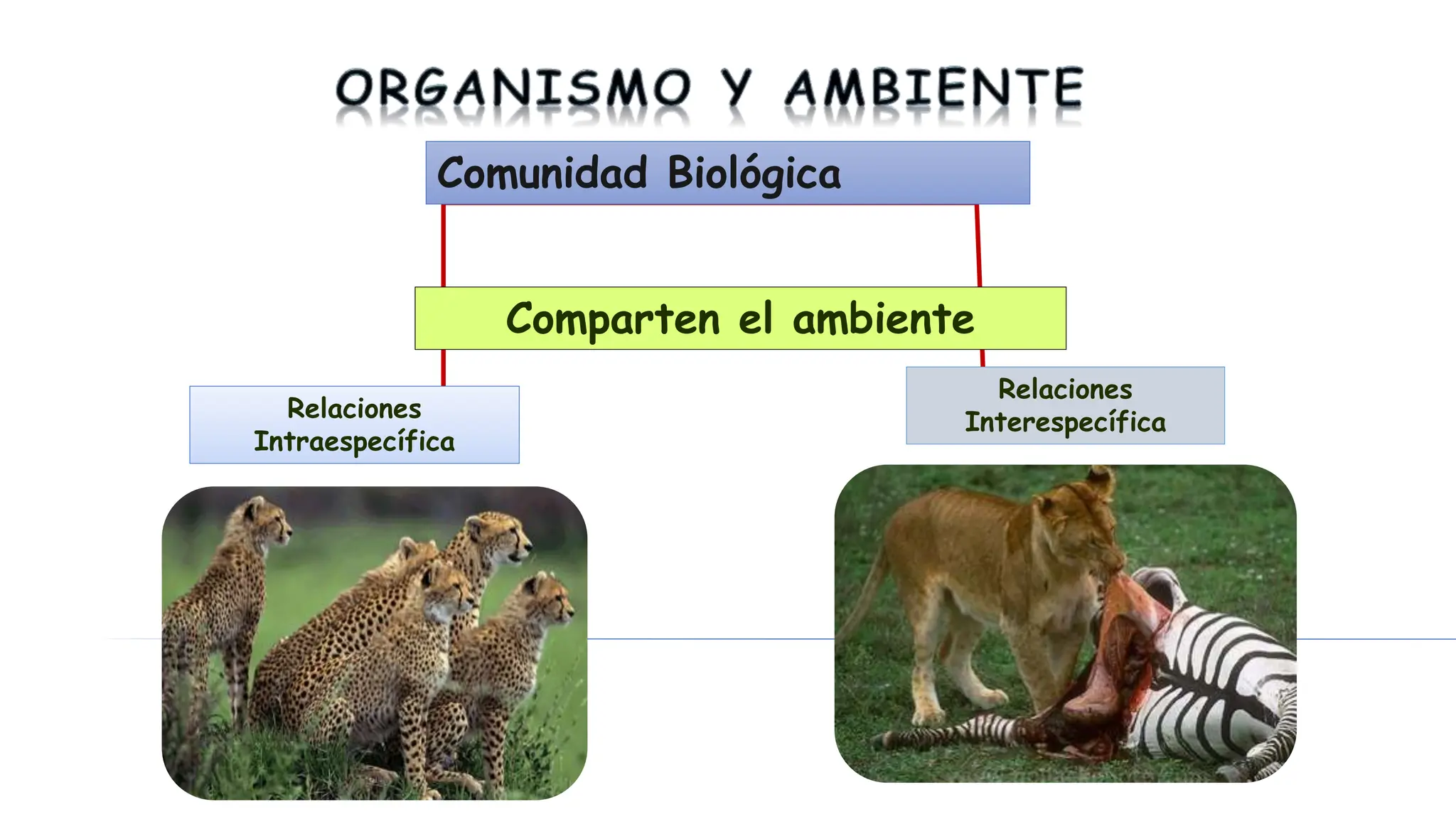 Interacciones de los seres vivos ecología I° medio.pptx