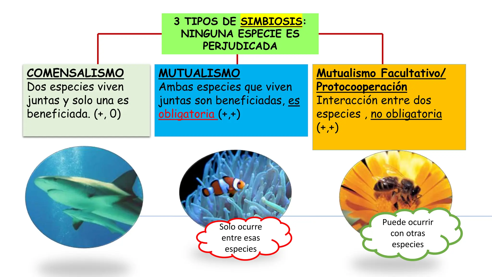 Interacciones de los seres vivos ecología I° medio.pptx