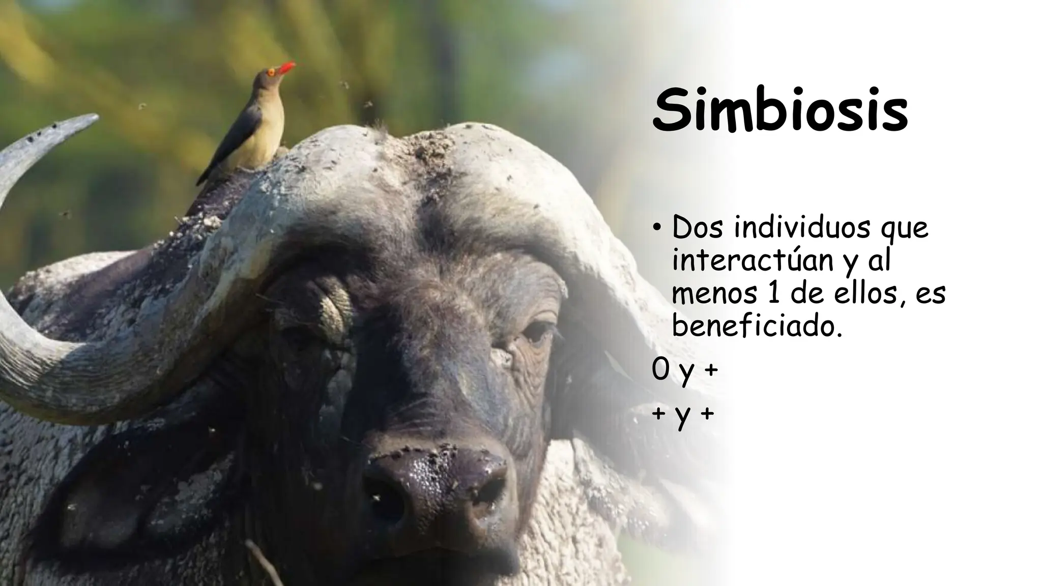 Interacciones de los seres vivos ecología I° medio.pptx