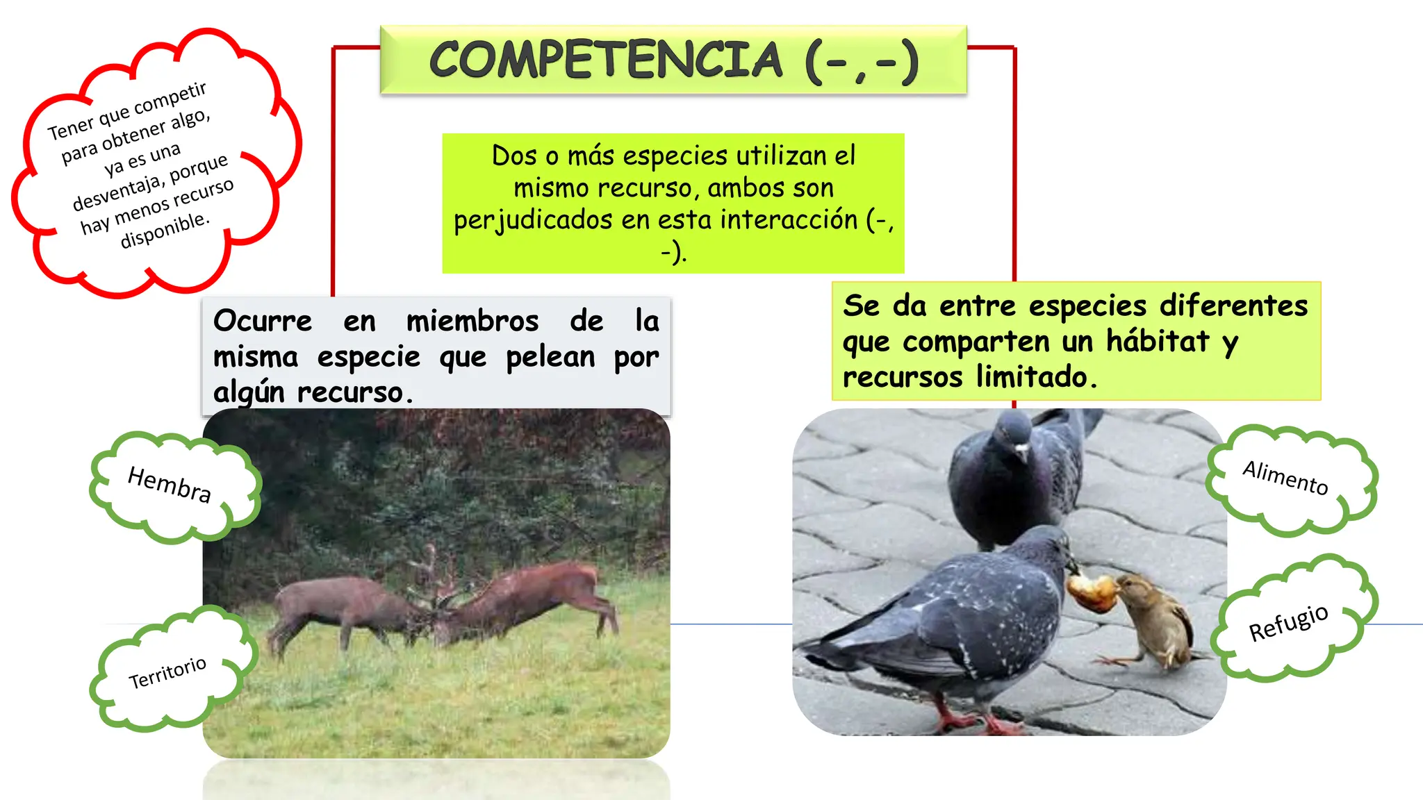 Interacciones de los seres vivos ecología I° medio.pptx