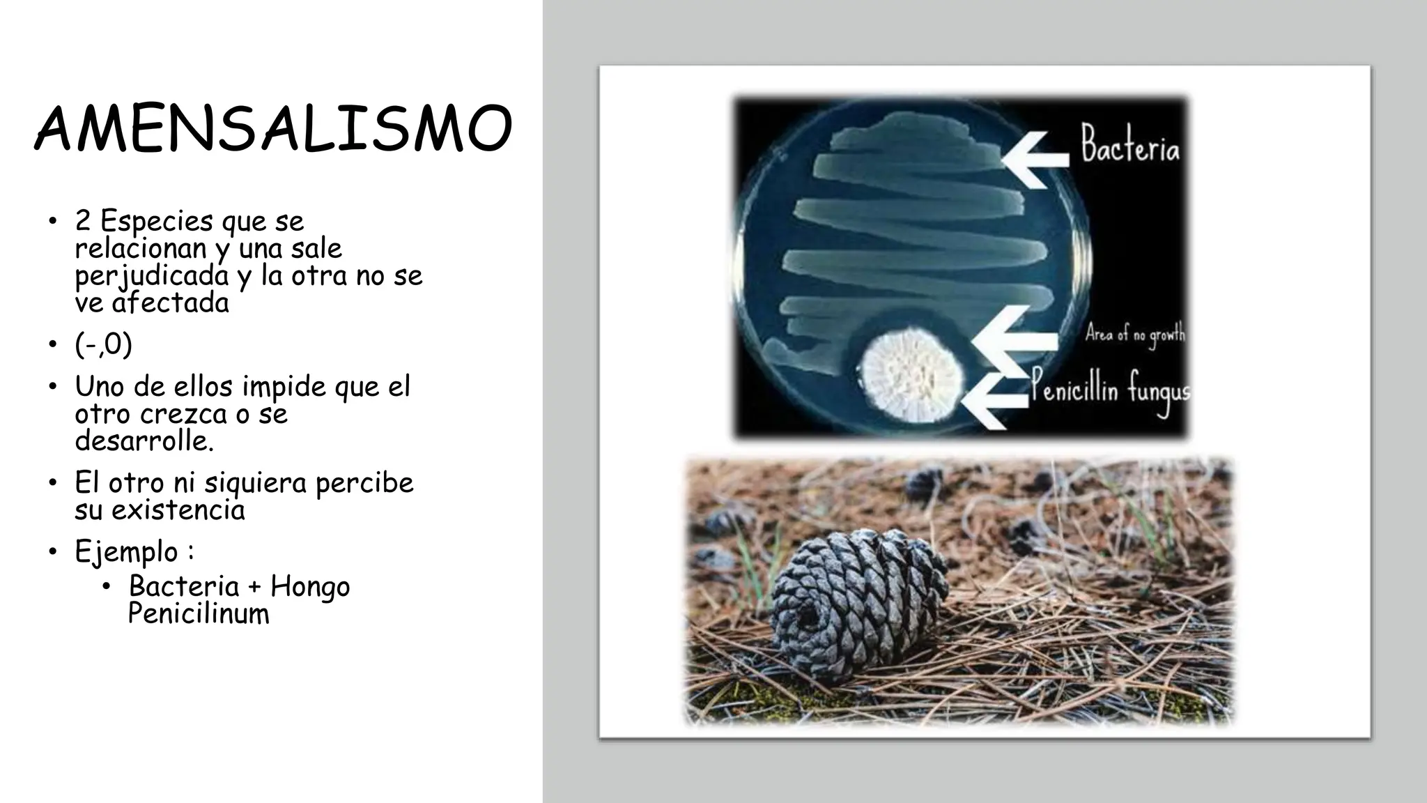Interacciones de los seres vivos ecología I° medio.pptx