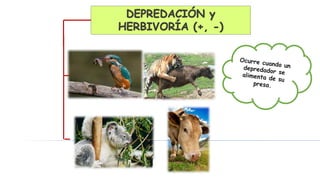 Interacciones de los seres vivos ecología I° medio.pptx