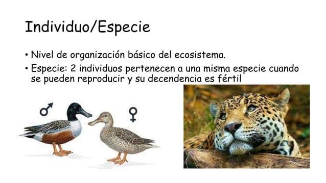 Interacciones de los seres vivos ecología I° medio.pptx