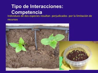 Interacciones multitróficas y redes de interacción | PPTX