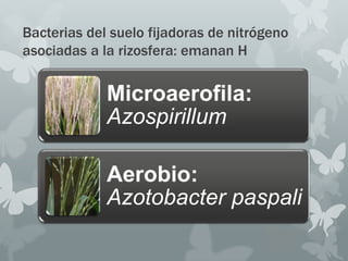 Interaccion de microorganismos con plantas y animales | PPTX